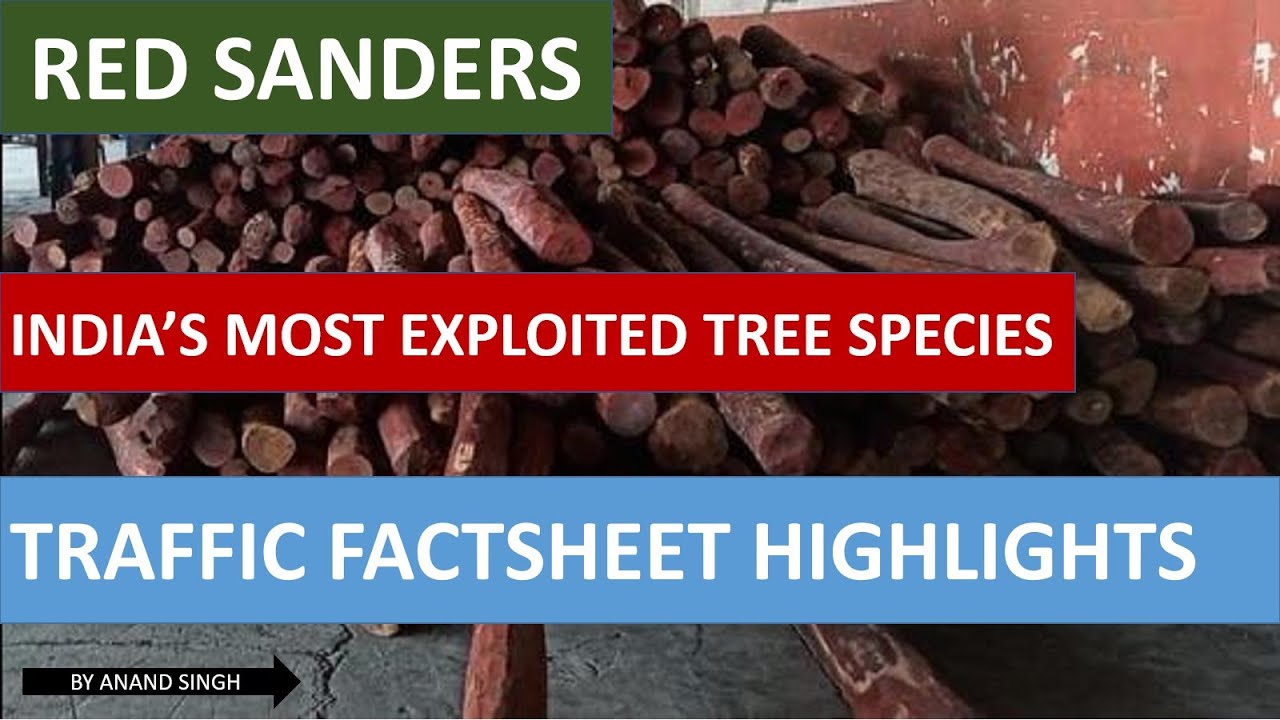 Red Sanders !! India most exploited Tree - YouTube