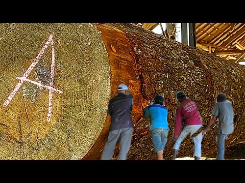 because of this wood, my boss was able to buy one hectare of land