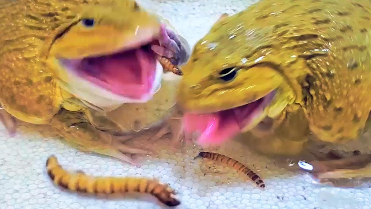 Asian Frogs Compete for Their Favorite Worms! Frog live feeding - YouTube