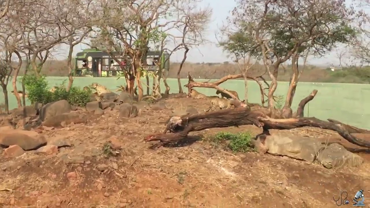 Devaliya National Safari Park & Gir Interpretation Zone - YouTube