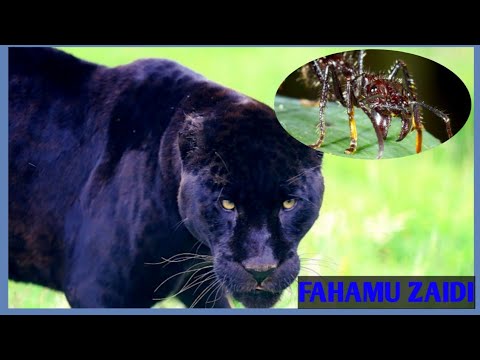 FAHAMU ZAIDI: MAAJABU 30 YA MSITU WA AMAZON... UTASTAAJABU.. EP2 (by ...