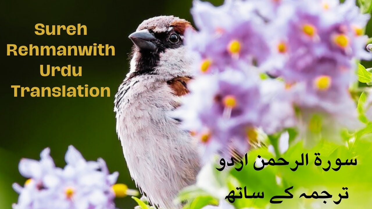 Sureh Rehman Urdu Turjuma k sath Naeem-ur-Rahman Safi - YouTube