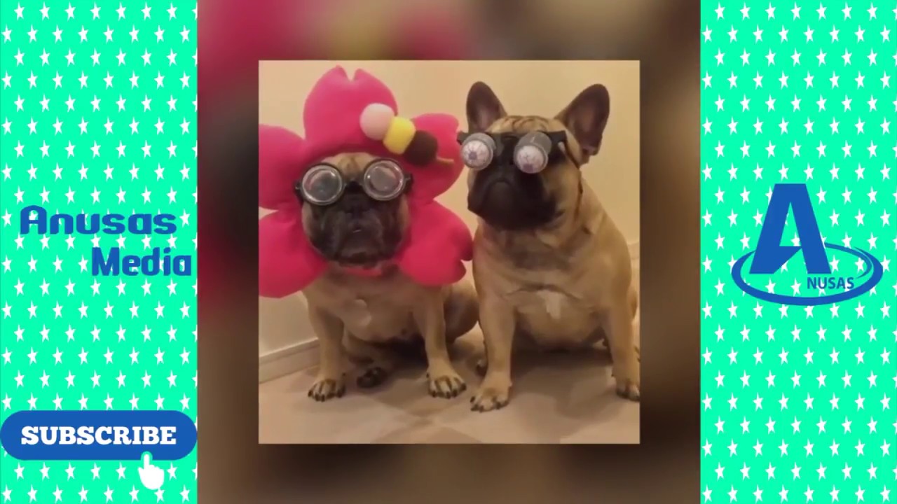 Best funny animal compilation | Animals are idiots - YouTube