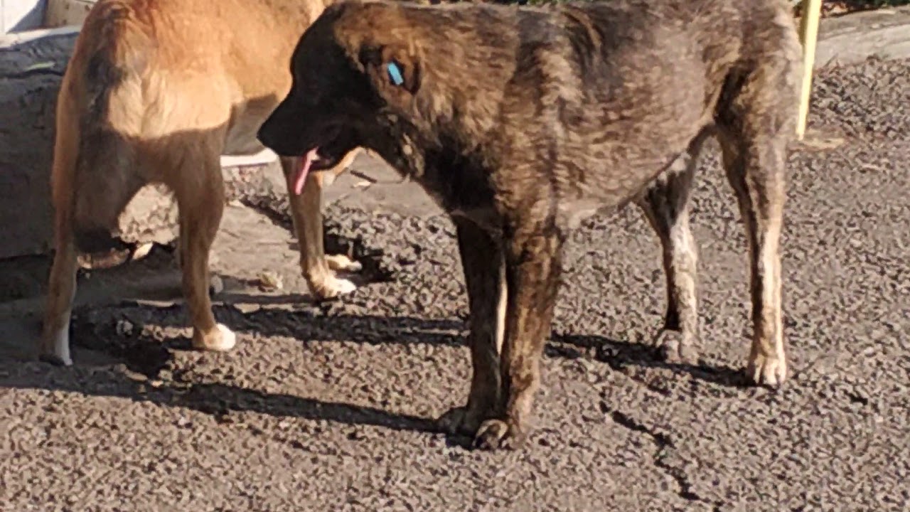 Pernik Bulgaria Dogs 2018 - YouTube