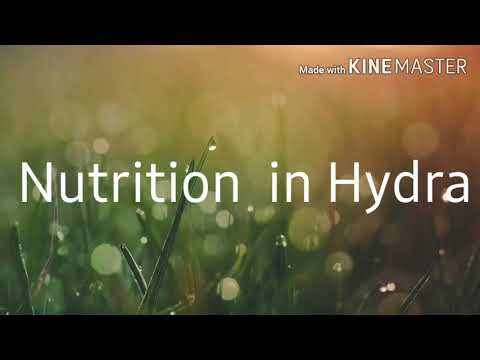 Class VII | Science | Nutrition in Hydra & Some Other Animals - YouTube