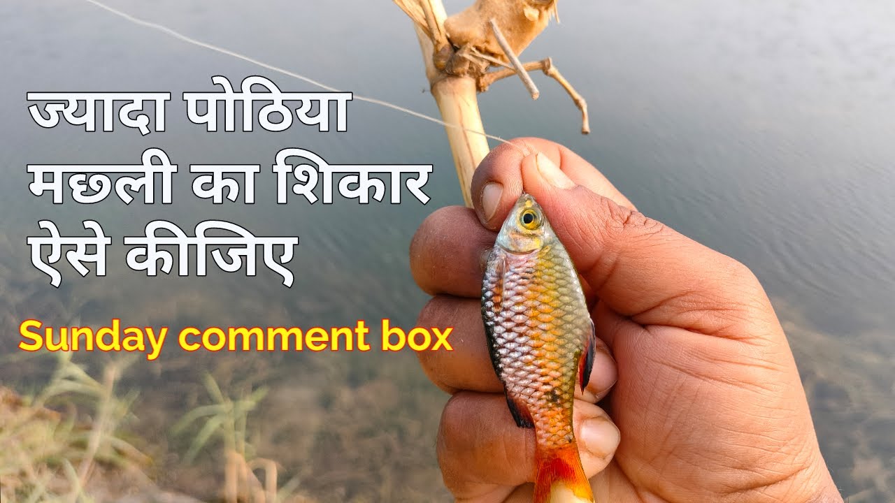 Jyada pothiya machhli ka shikar aise kijiye || Sunday comment box ...