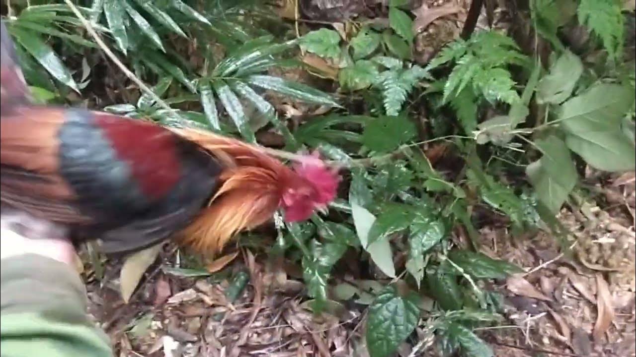 Dib qaib qus tuaj mag tsig zoo heev - YouTube