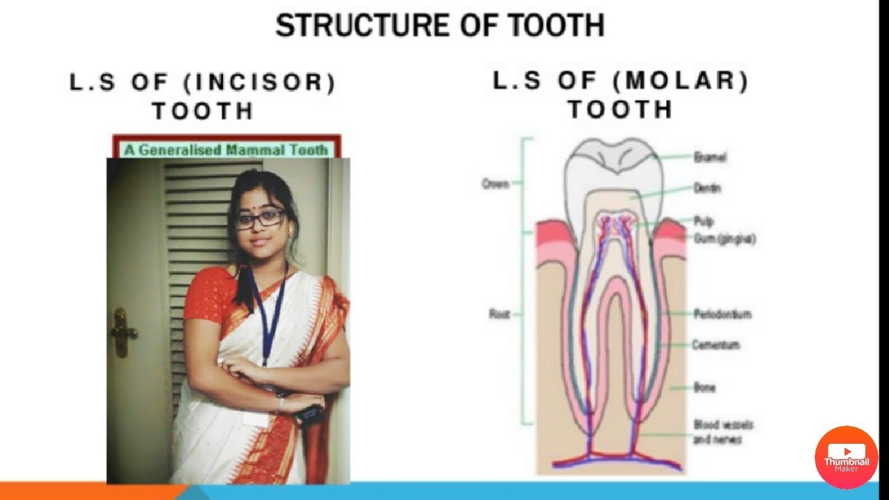 Dentition in mammals || Structure of a tooth || Types of dentition ...