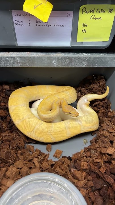 Starburst Ball Python laid her first clutch! - YouTube