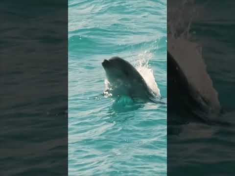 Dünya Yunus Günü l Sudaki İzler: Masmavi