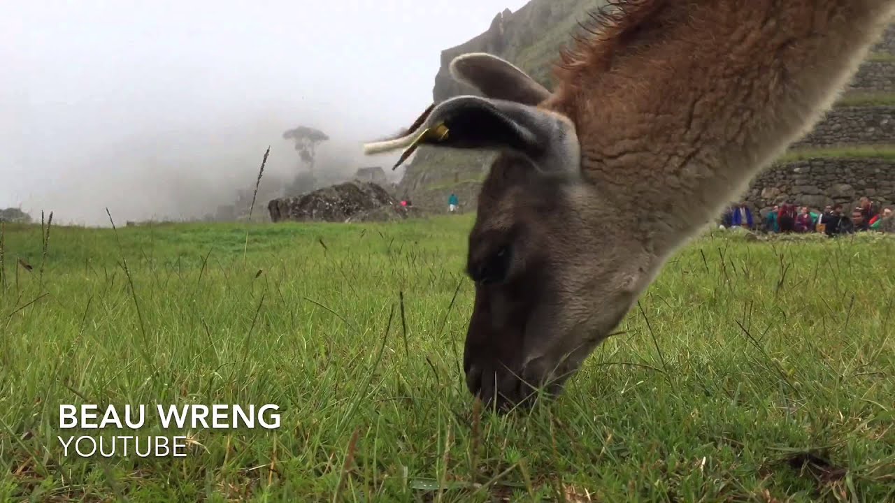 Llama eating grass in Machu Picchu - YouTube
