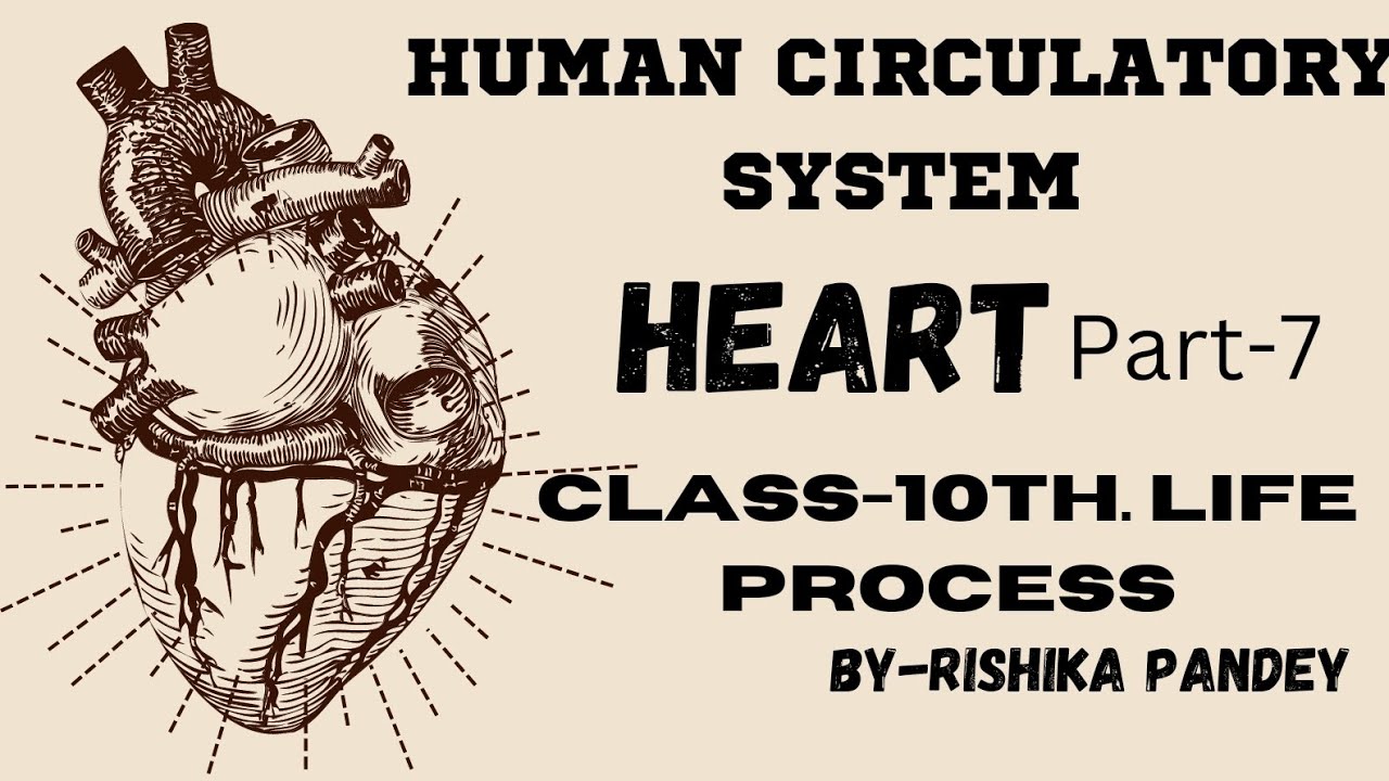 CLASS-10TH || SCIENCE || CHAPTER 6 LIFE PROCESS || HEART || HUMAN ...