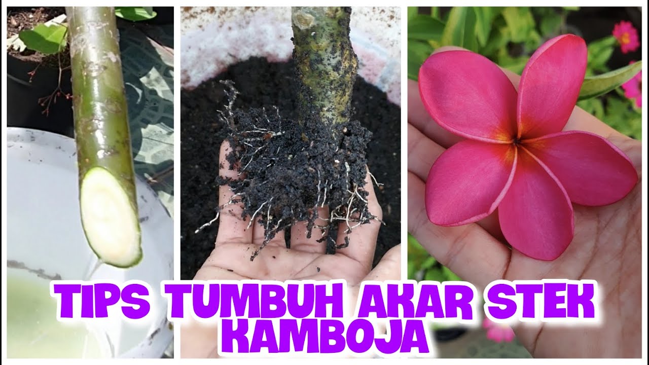 Unboxing dan Cara Pindah Tanam Stek Kamboja Potongan - YouTube