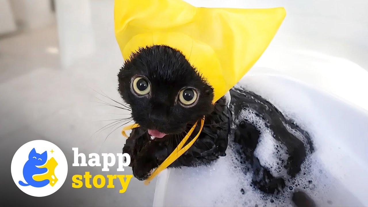 This Rescue Cat Has a Dramatic Meow Sound and Sassy Attitude 🐱| HAPP ...