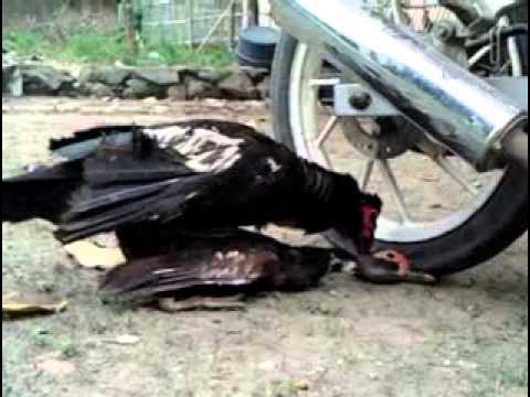 bokep live on kampung - YouTube