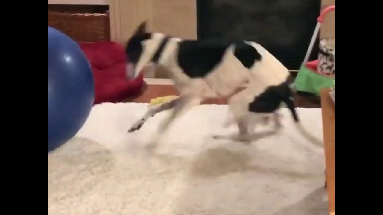 Happy Greyhound - YouTube