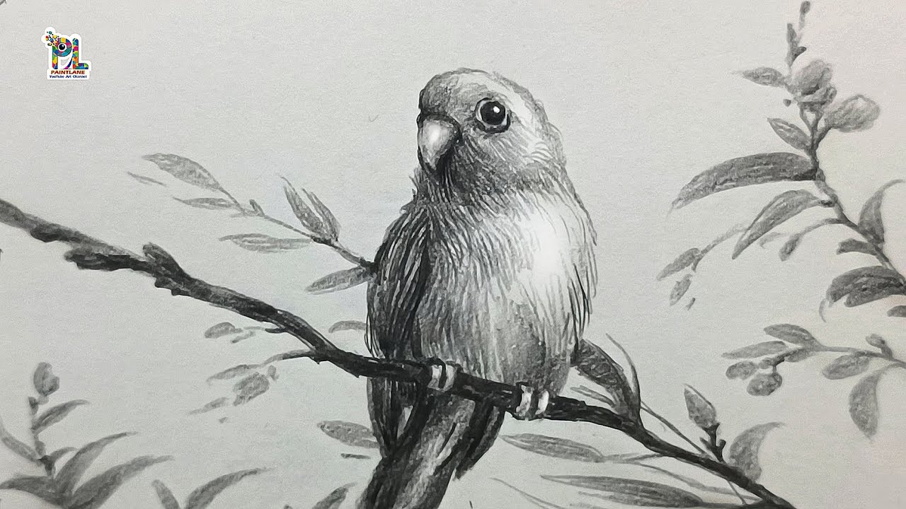 Drawing Small Parrot with Easy Pencil Sketch and Shading - YouTube