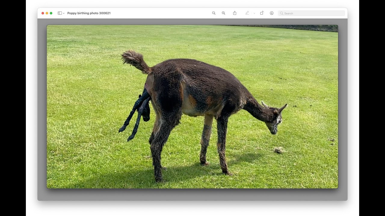 Poppy the alpaca gives birth (unedited) - YouTube