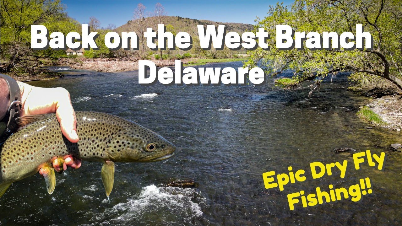 Fish Rising Everywhere!! Epic Dry Fly Fishing - West Branch Delaware ...
