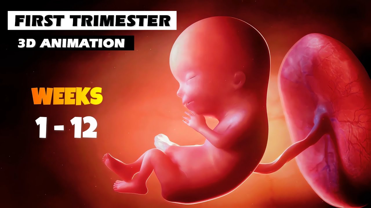 First Trimester - Pregnancy Journey | 3D Animation - YouTube