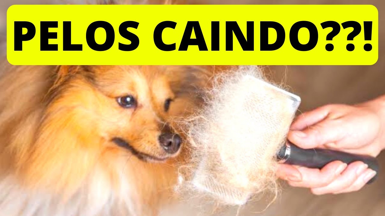 PELOS CAINDO?!! Isso ajuda muito!!! - YouTube