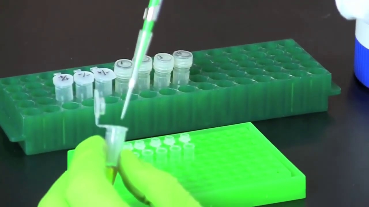 How To Extract DNA and Set Up PCR Reactions (Alu PV92 detection example ...