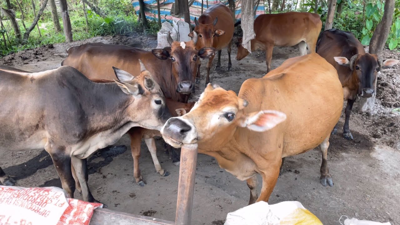 The funny thing is the way cows clean their teeth before eating - YouTube