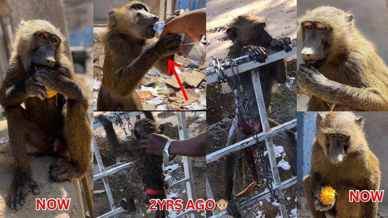 Monkey Transformation From 2Yrs - It’s Never Took A Shower Nor Drank ...