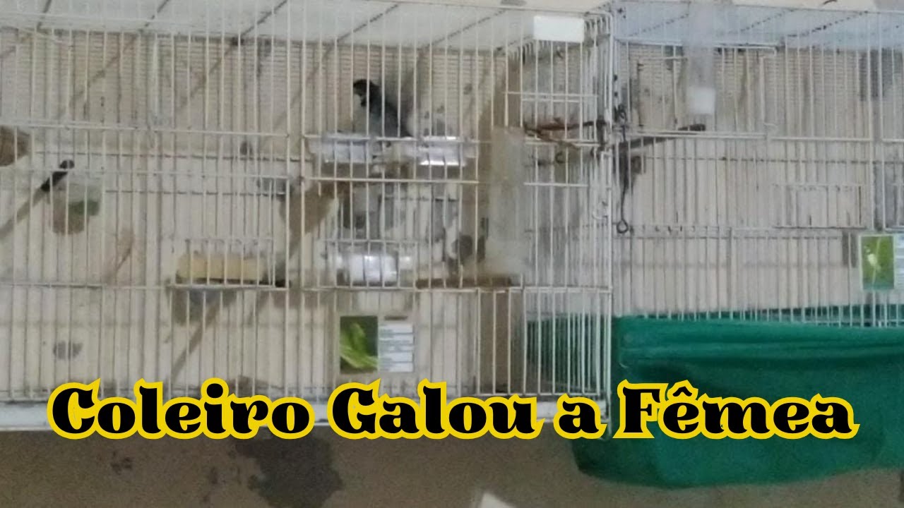 coleiro galando a fêmea #birds #coleira #criarepreservar - YouTube