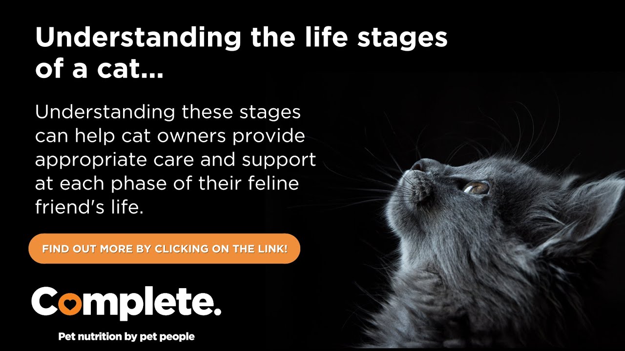 Understanding the Life Stages of a Cat - YouTube