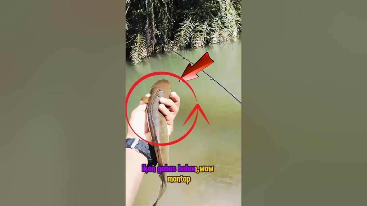 LIHAT GUYS MANCING DI SPOT BARU DAPAT IKAN BESAR ‼️ #shorts #fishing #mancing - YouTube