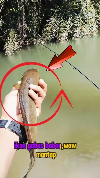 LIHAT GUYS MANCING DI SPOT BARU DAPAT IKAN BESAR ‼️ #shorts #fishing #mancing - YouTube