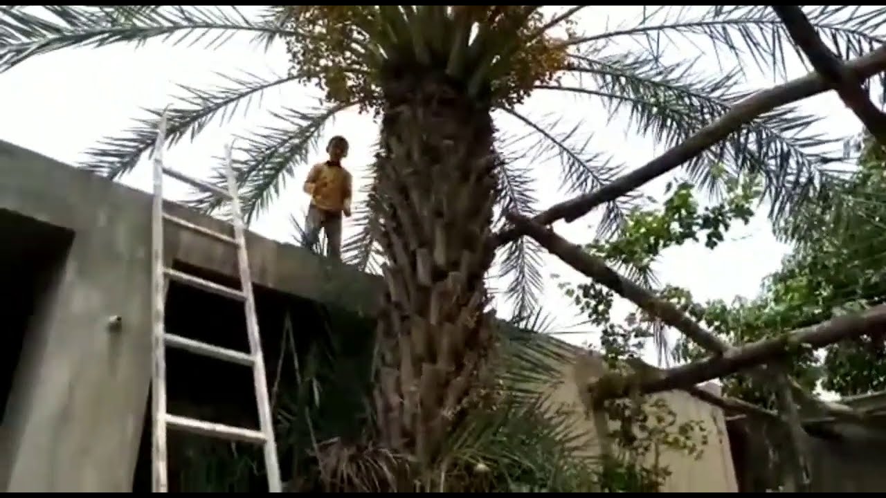 How to pluck dates,khajoor from date plant.date cultivation.Bacha party ...