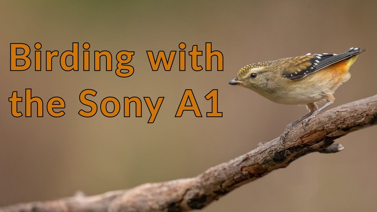Bird photography with the Sony A1 and Sony 200-600mm lens - YouTube