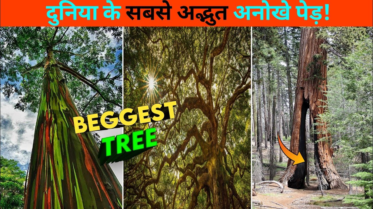 दुनिया के 6 सबसे अद्भुत अनोखे पेड़।Top 6 Most Unsual Trees In The World ...