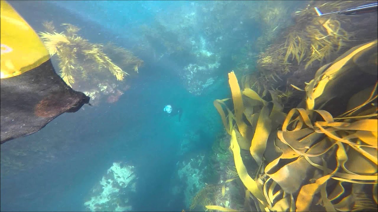 Moonlight Head dec 24 2015 - YouTube