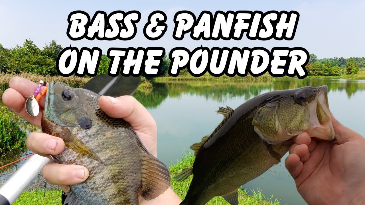 Summer Fishing Bass & Panfish With The Pounders - YouTube
