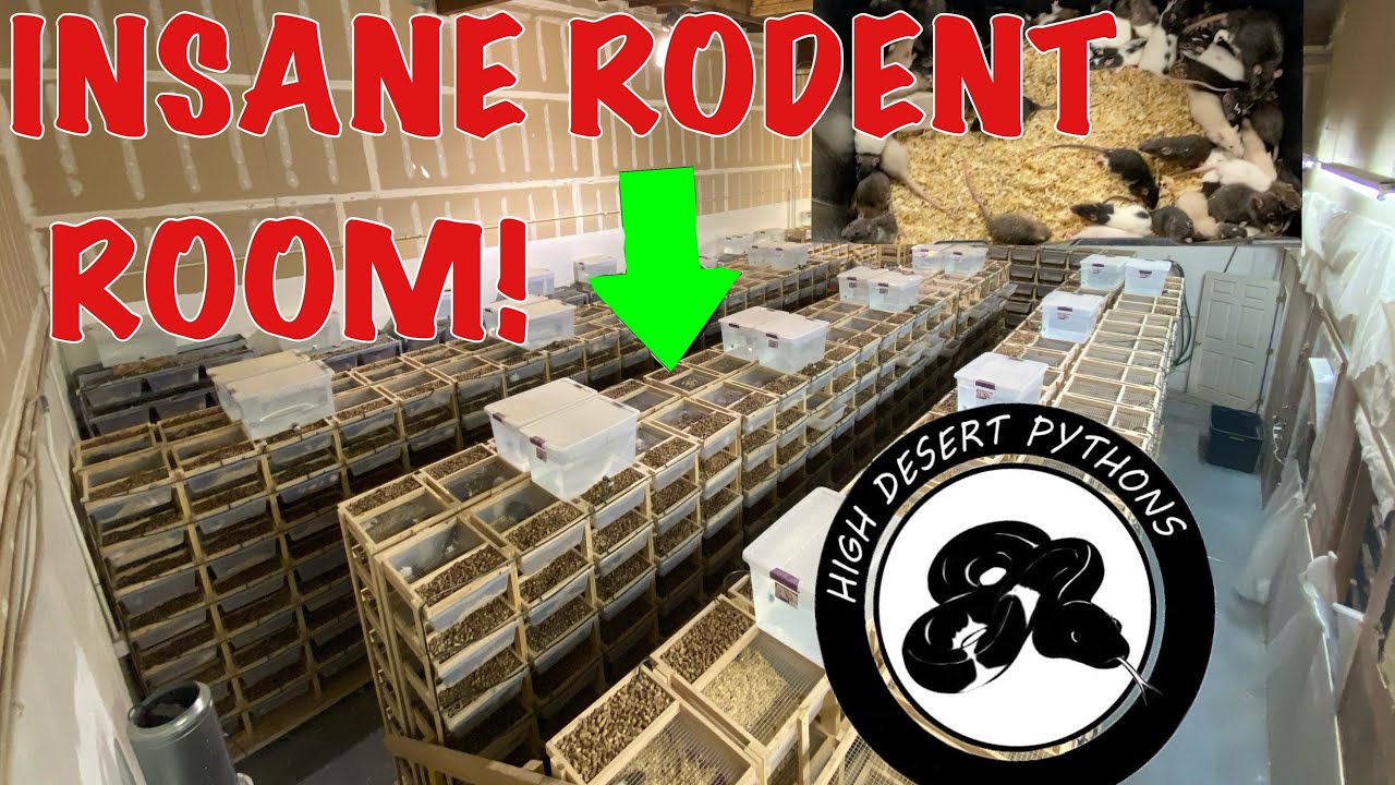 Rodent Breeder Facility Tour! High Desert Pythons - YouTube