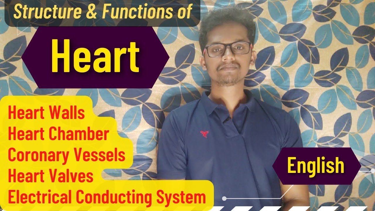 #18 Human Heart Anatomy and Physiology - YouTube