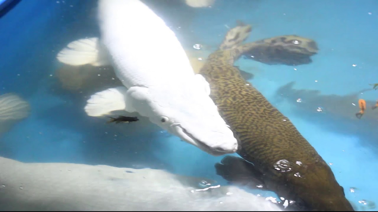 Alligator gar tank, goldfish feeding - YouTube