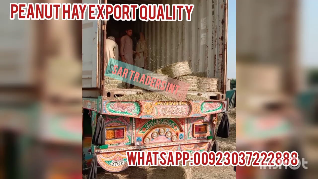 FRESH PEANUT STRAW HAY | FOOL SODANI | ANIMAL FEED 2020 | Fresh Animal ...