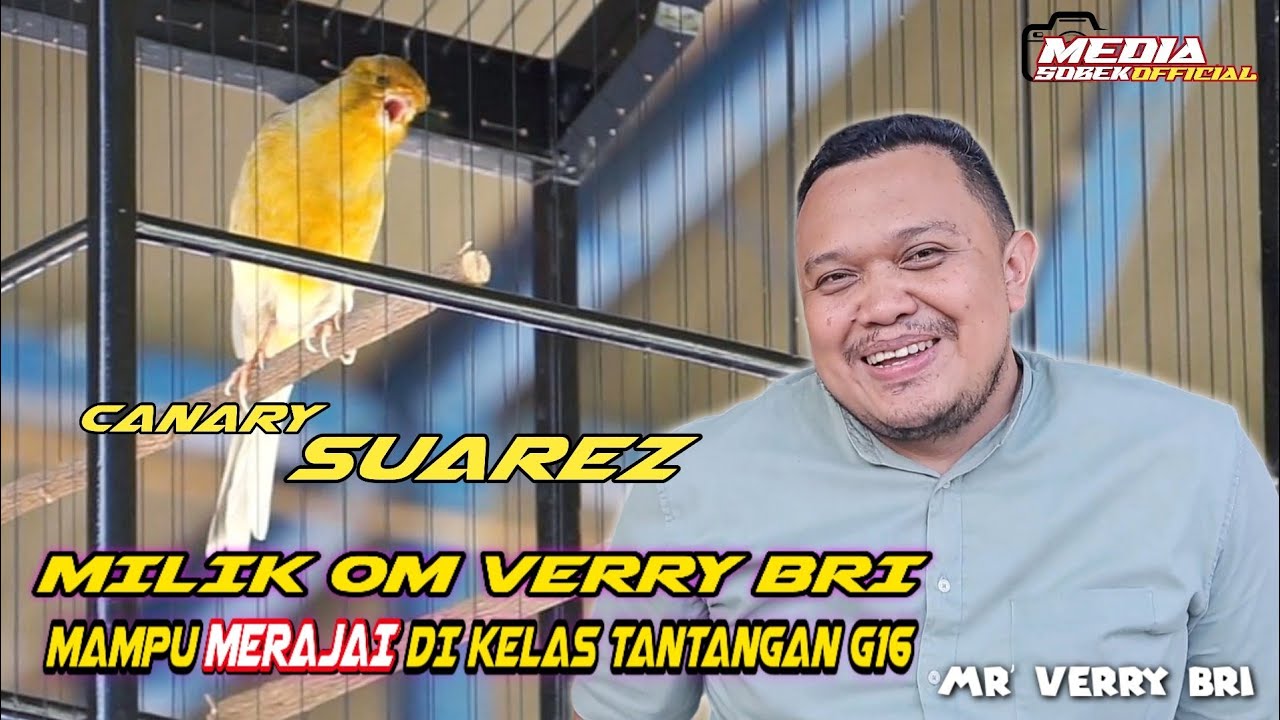 🔴 CANARY SUAREZ |MAMPU MERAJAI DI KELAS TANTANGAN G16 •MR VERRY BRI ...