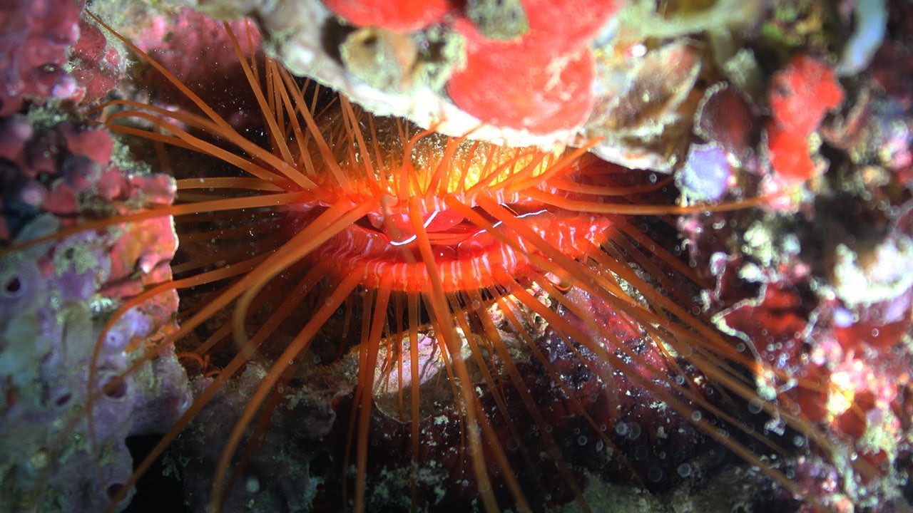 Disco Clams Light Up the Ocean Floor - YouTube