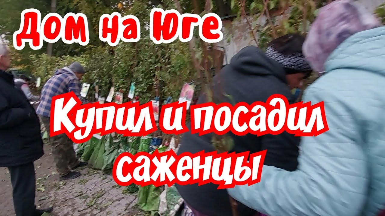 Дом на Юге Купил и посадил саженцы Youtube