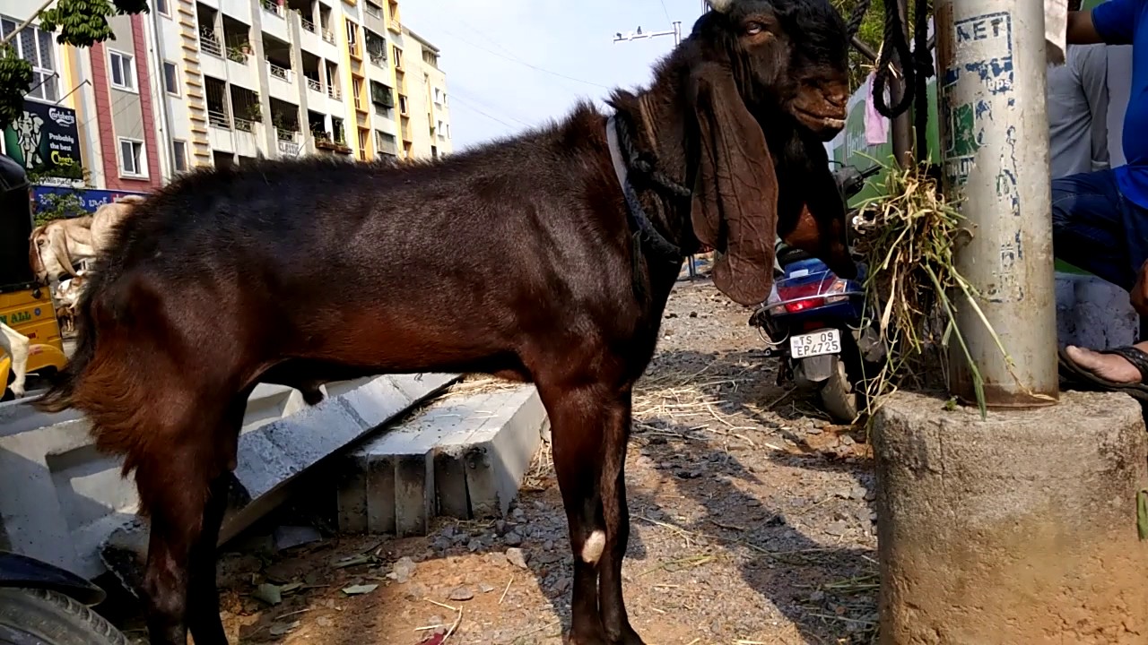 jamunapari goat | jamunapari goat | jamunapari goat details ...