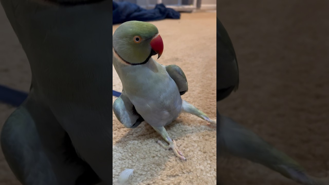 Beaker’s got the moves! #dance #pose #talkingparrot #funnyanimals # ...