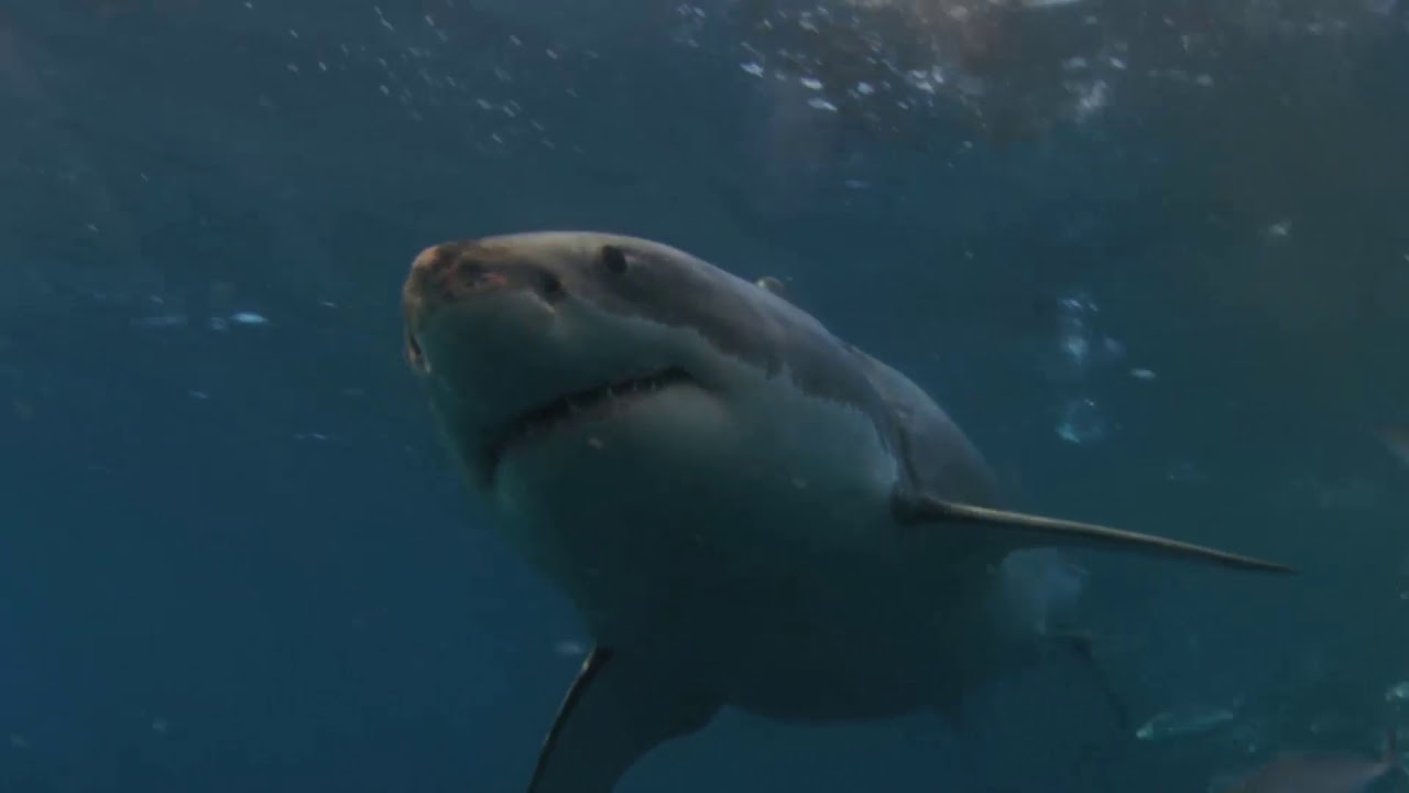 The Search for the Oceans Super Predator - documentary trailer - YouTube