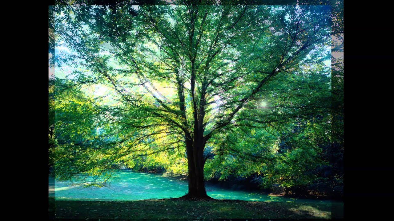 LP Trees - YouTube