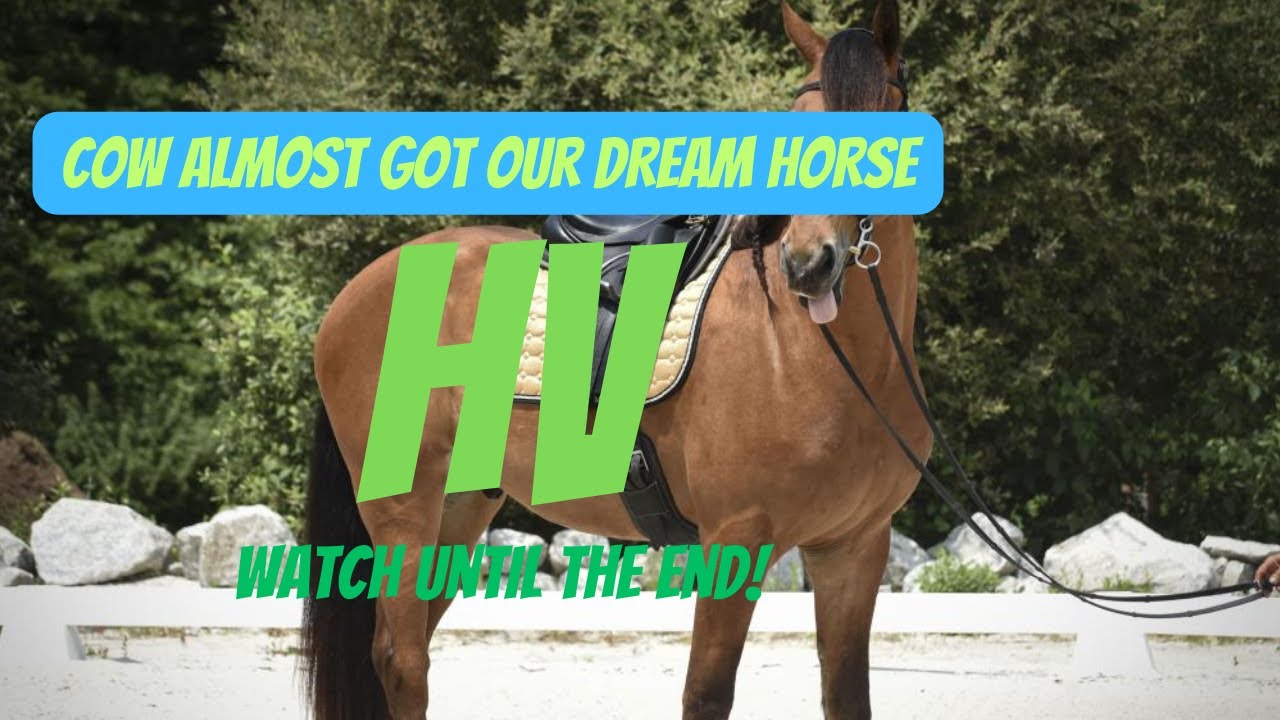 Cow Almost Got Our Dream Horse In HV! (Horse Valley) - YouTube
