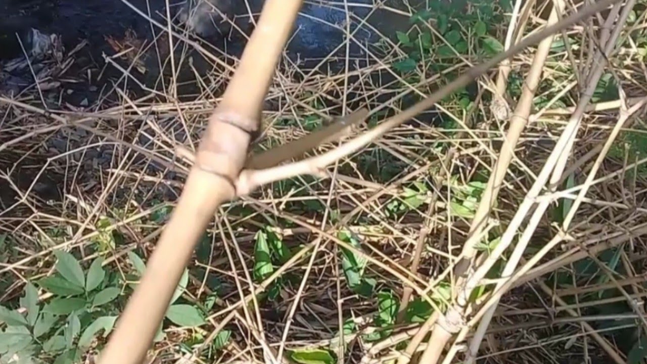Bambu Unik,Bambu dengan Ruas Pendek Satu Ranting Dengan Bambu Badar ...